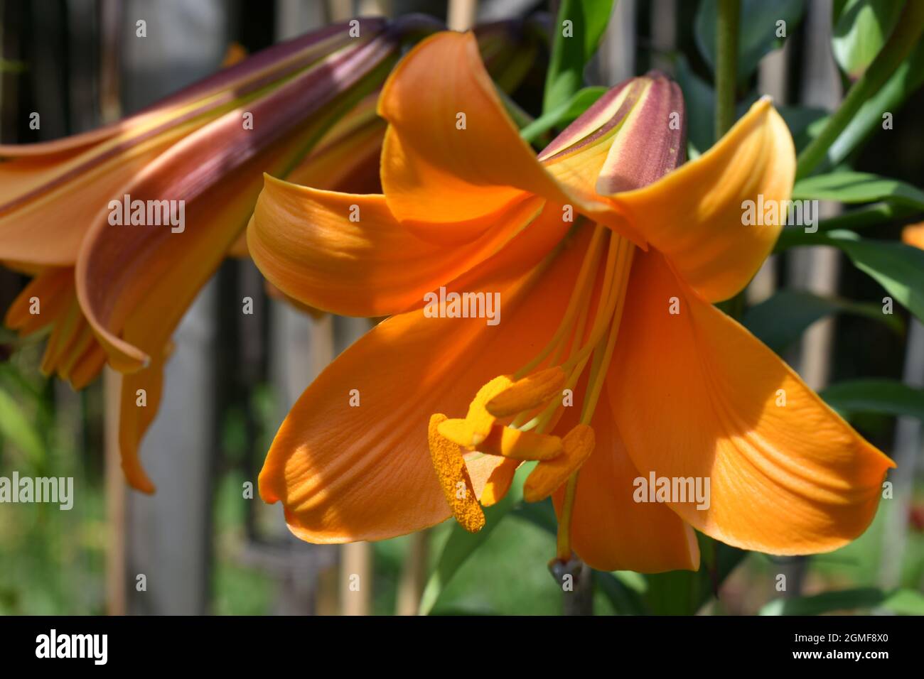 Lilium african queen lily immagini e fotografie stock ad alta ...
