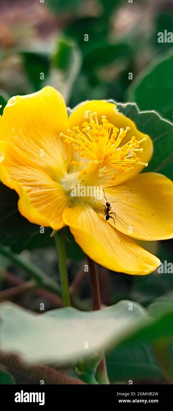 Tipi di fiori immagini e fotografie stock ad alta risoluzione - Alamy