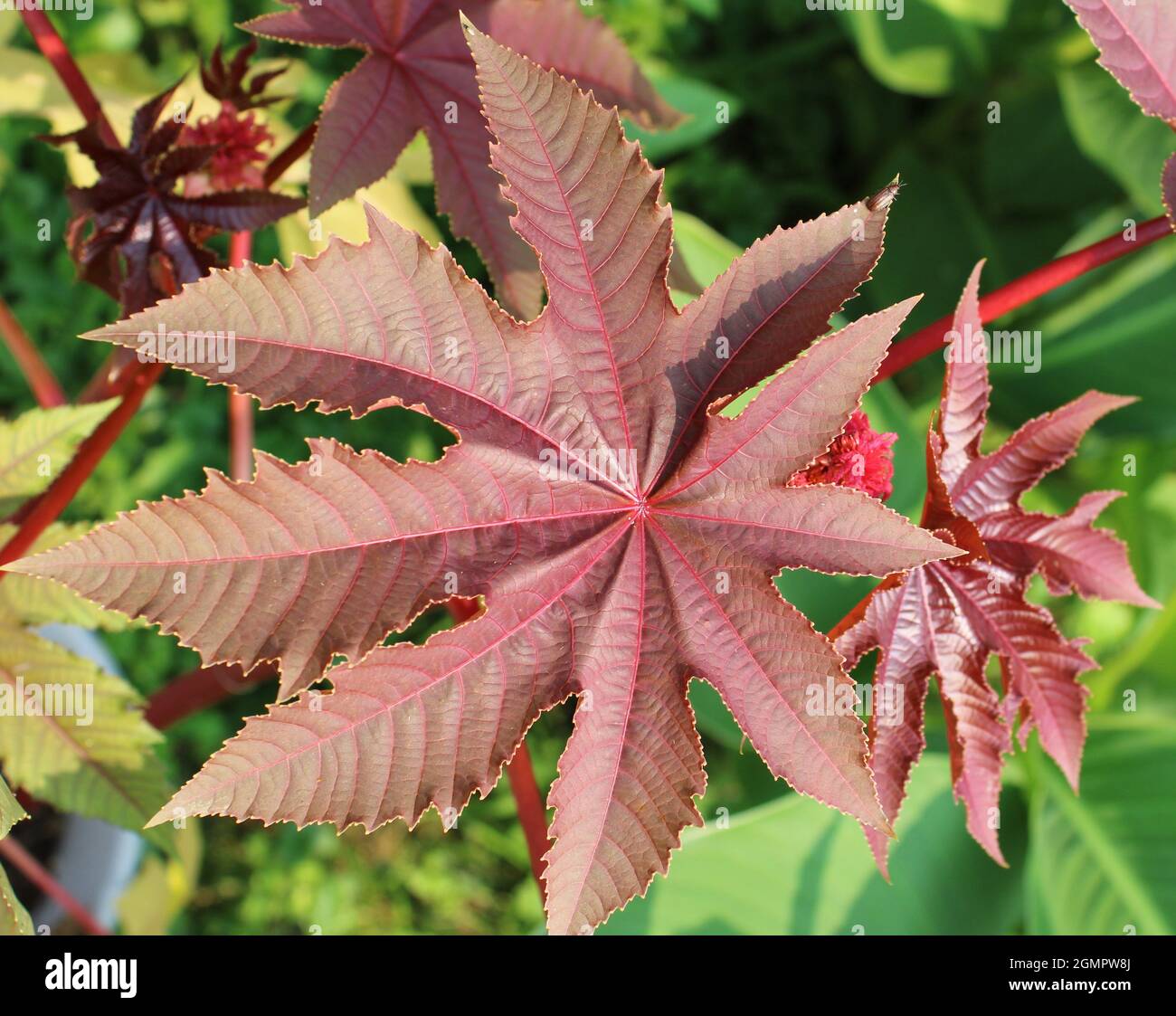 Pianta di ricino immagini e fotografie stock ad alta risoluzione - Alamy