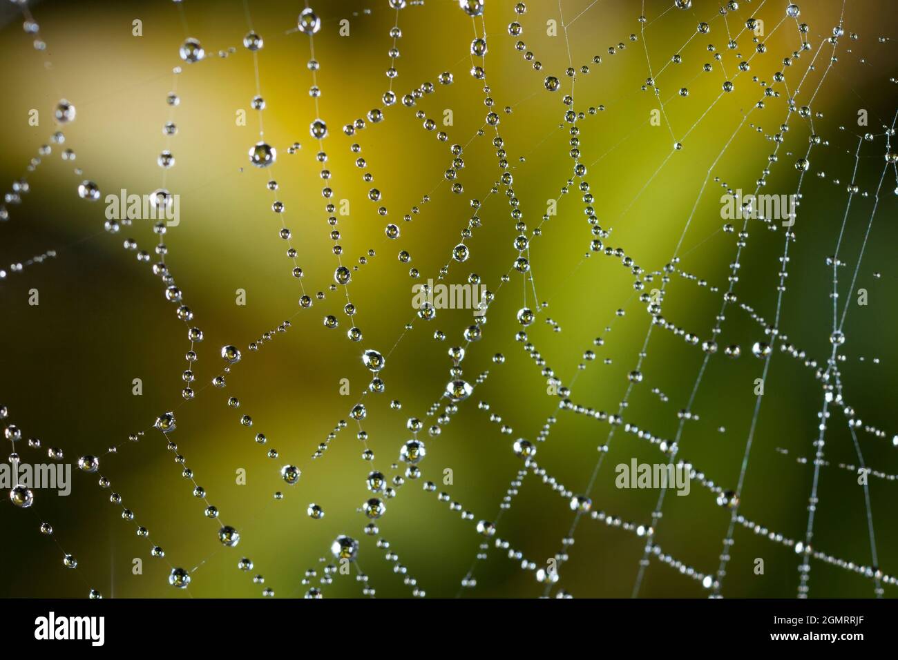 Ragnatela bagnata immagini e fotografie stock ad alta risoluzione - Alamy