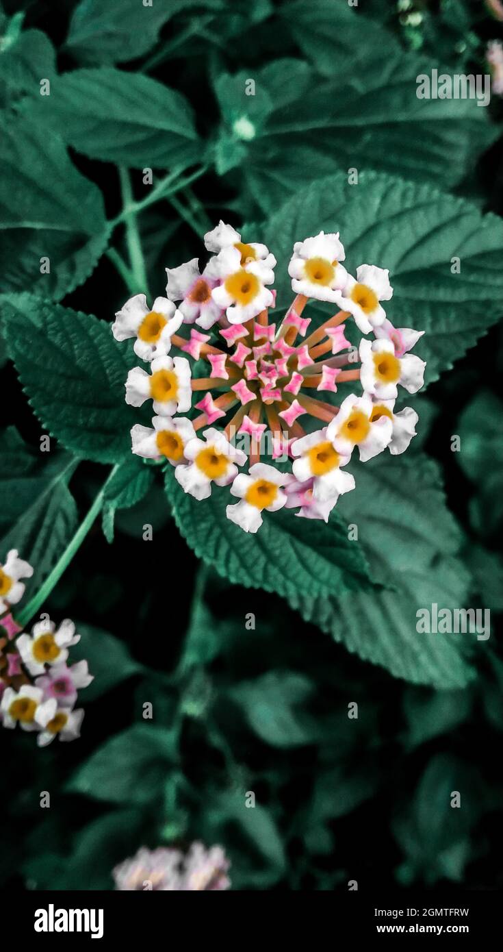 Tipi di fiori immagini e fotografie stock ad alta risoluzione - Alamy