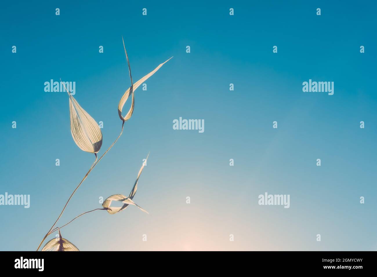 Avena incolta immagini e fotografie stock ad alta risoluzione - Alamy