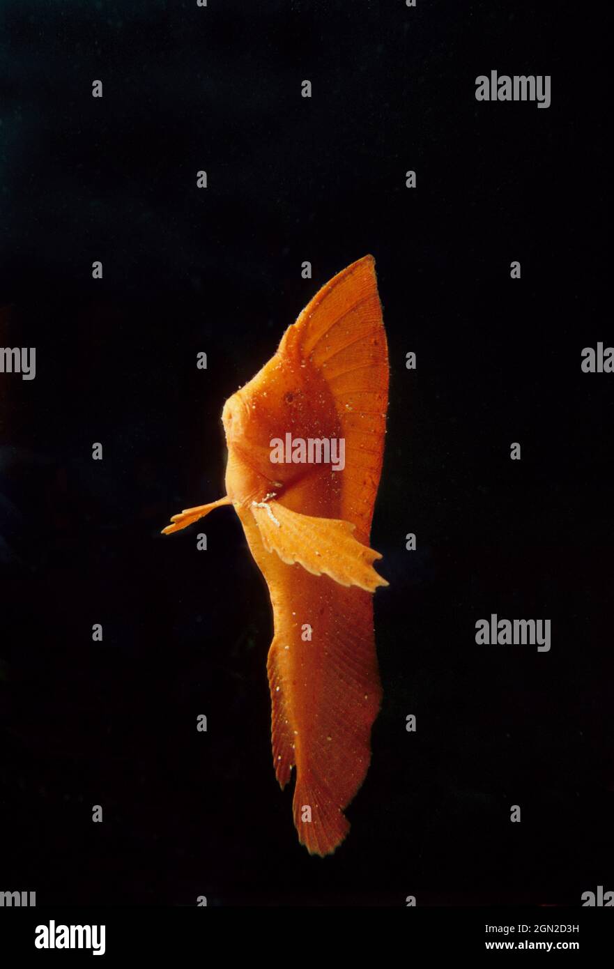 Scale dorsali immagini e fotografie stock ad alta risoluzione - Alamy