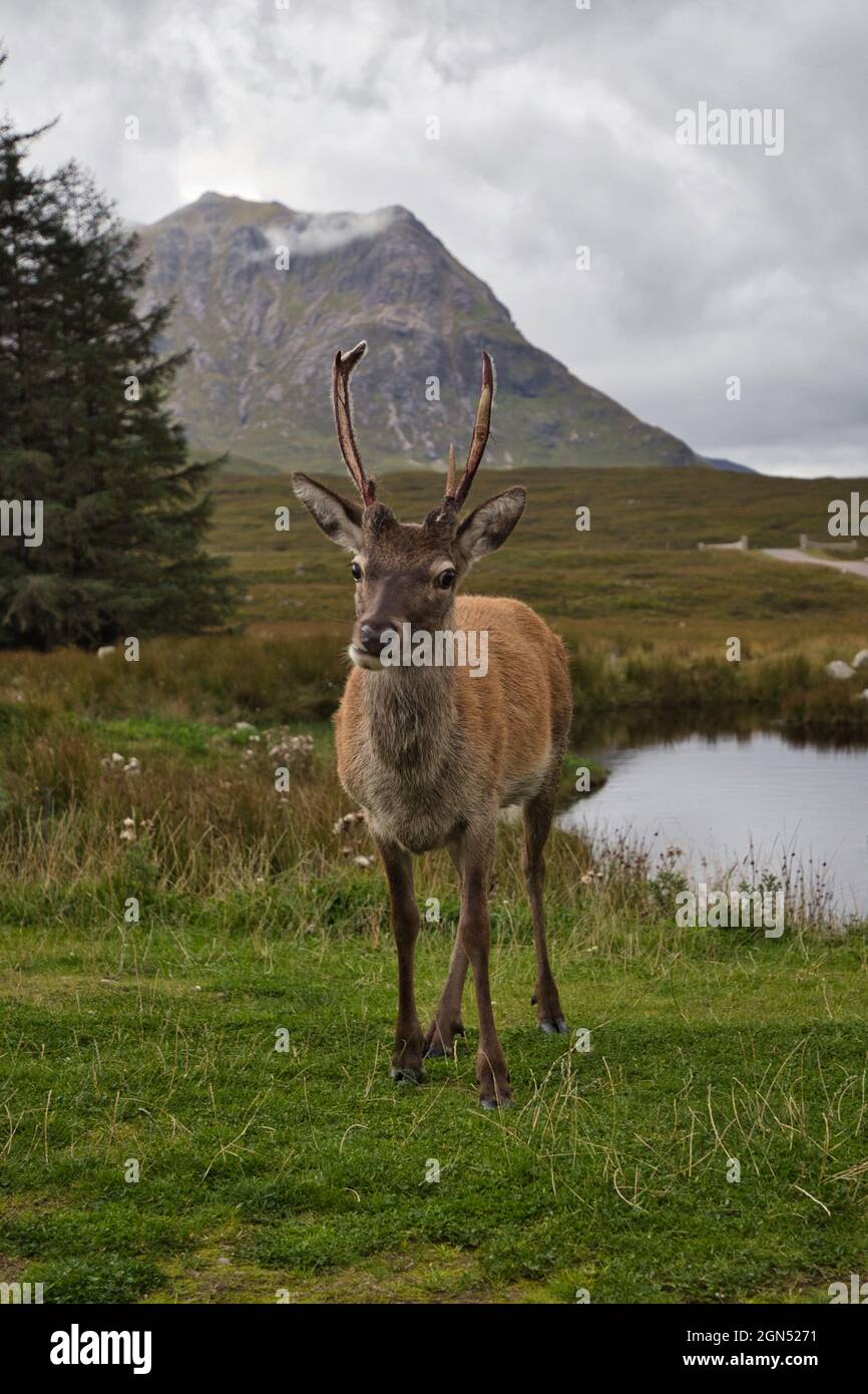 Cervo di montagna della scozia immagini e fotografie stock ad alta ...