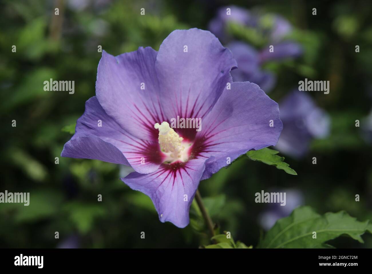 Ape piena di polline su foglie viola di testa di fiore della pianta ...
