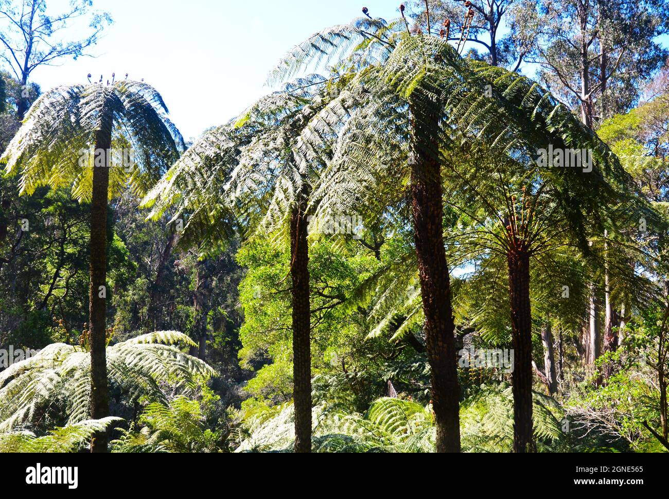 Grandi felci autoctone immagini e fotografie stock ad alta risoluzione ...