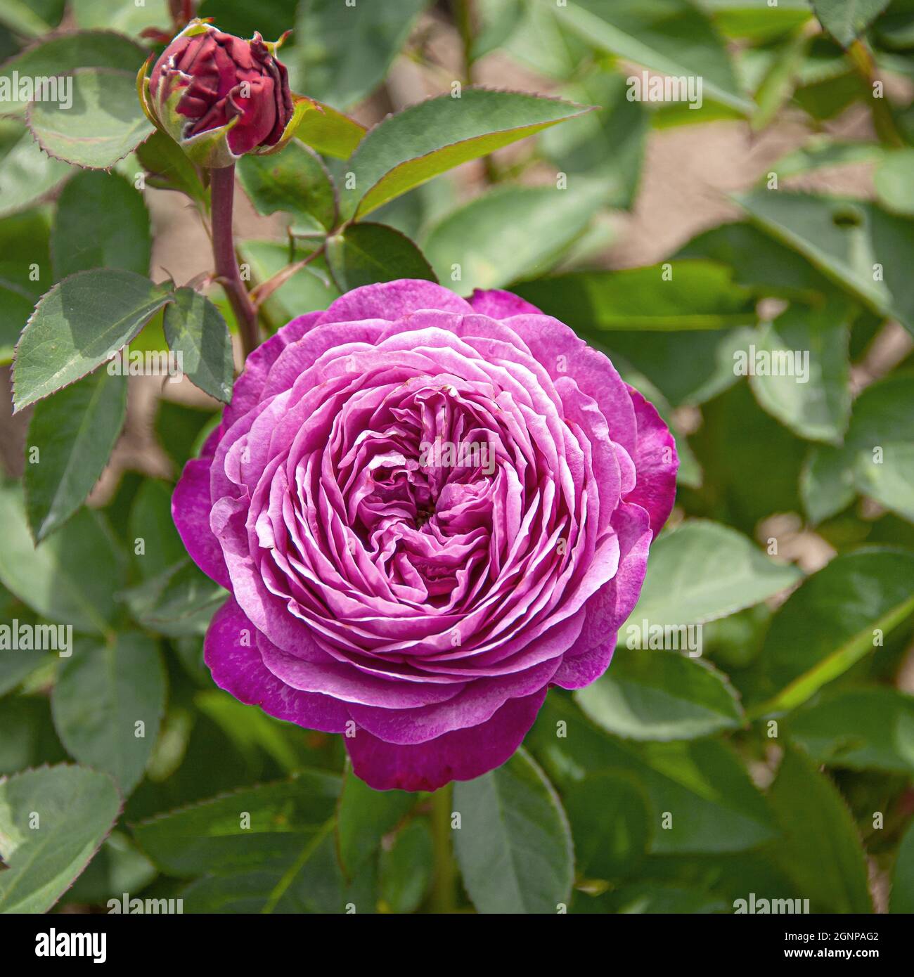 Rosa Heidi Klum Rose (Rosa 'Heidi Klum Rose', Rosa Heidi Klum Rose ...