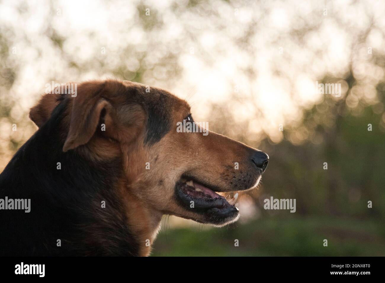 Mammifero placentare carnivoro immagini e fotografie stock ad alta ...