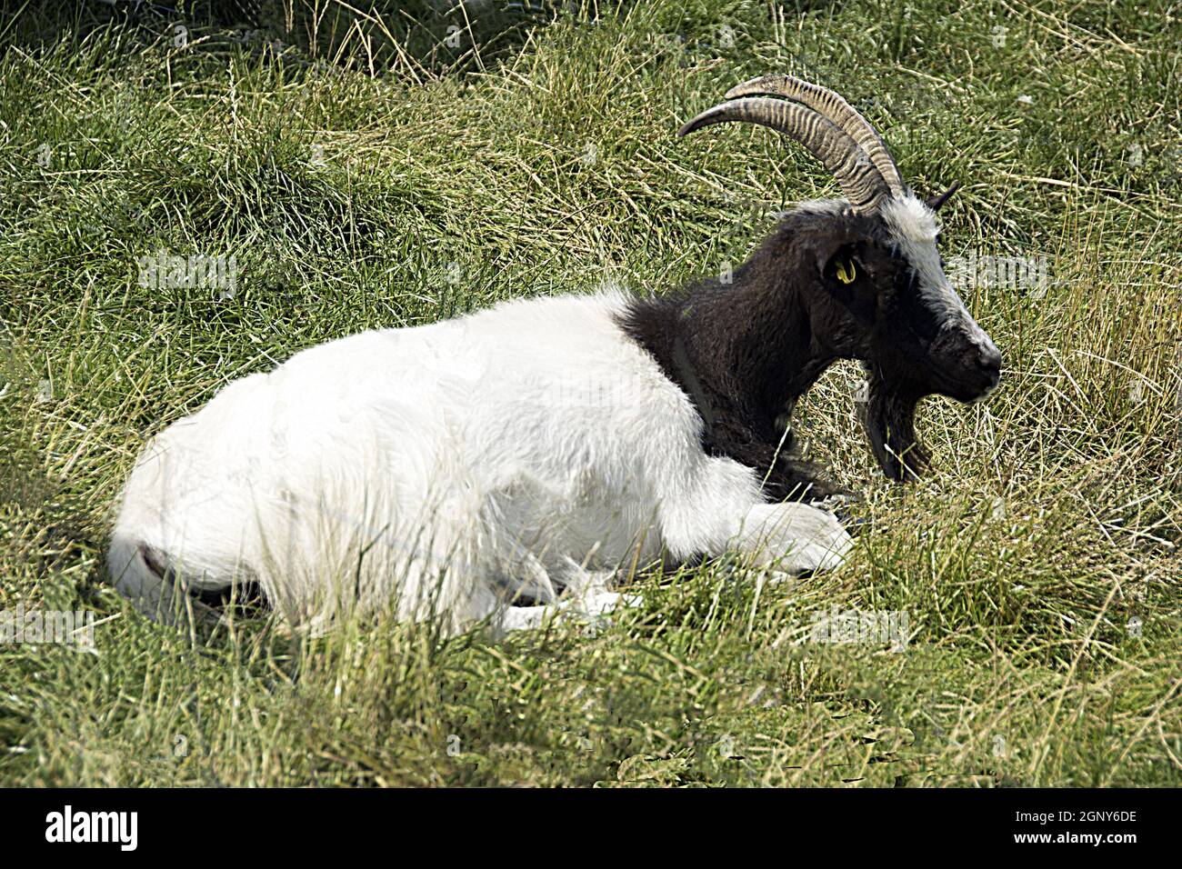 Capra di razza rara immagini e fotografie stock ad alta risoluzione - Alamy