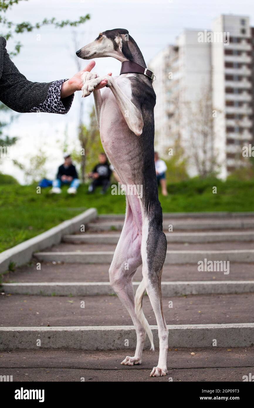 Saluki (levriero persiano, cane gazelle) - una razza di cani levrieri ...