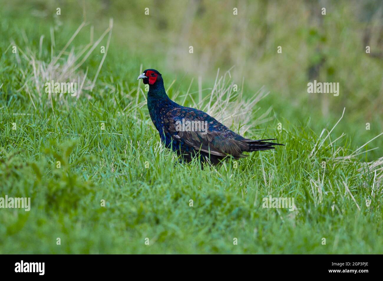 Fagiano mutato immagini e fotografie stock ad alta risoluzione - Alamy
