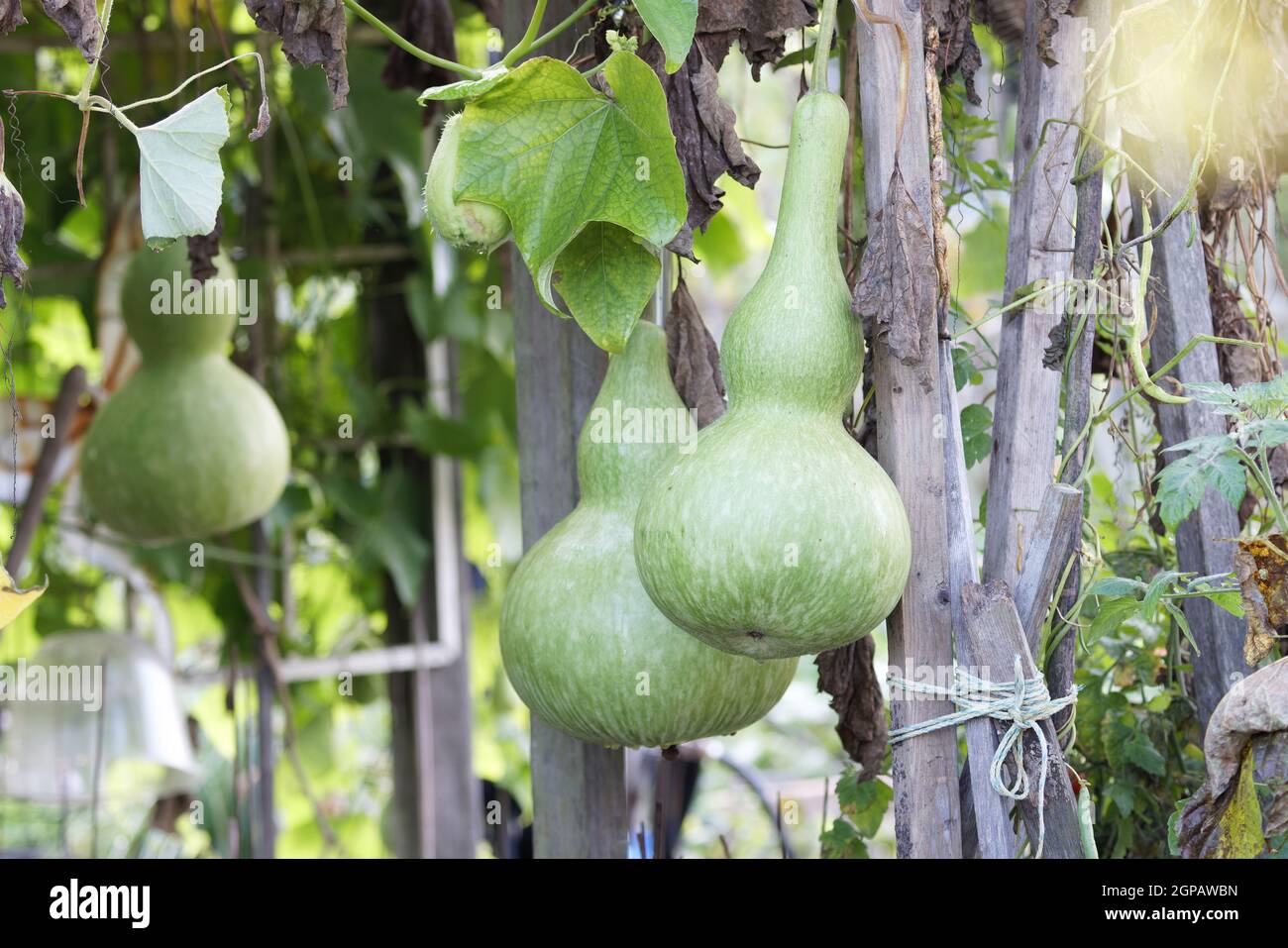 Pianta di zucca verde bottiglia immagini e fotografie stock ad alta ...