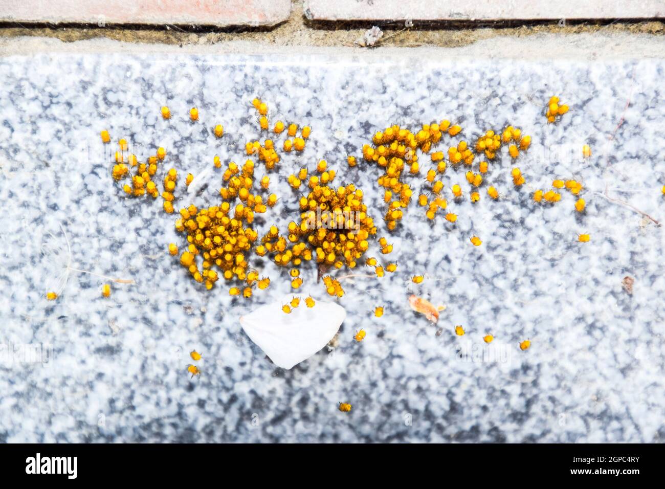 Sacco di ragno e uova immagini e fotografie stock ad alta risoluzione ...