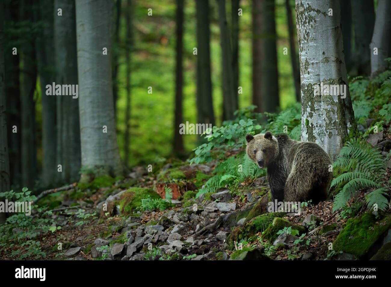Orso bruno, arctos ursus, osservando nella foresta in estate natura ...