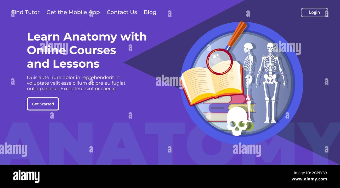 Lezione anatomica Immagini Vettoriali Stock - Alamy