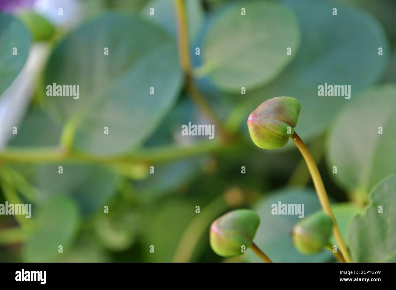 Albero di capperi immagini e fotografie stock ad alta risoluzione - Alamy