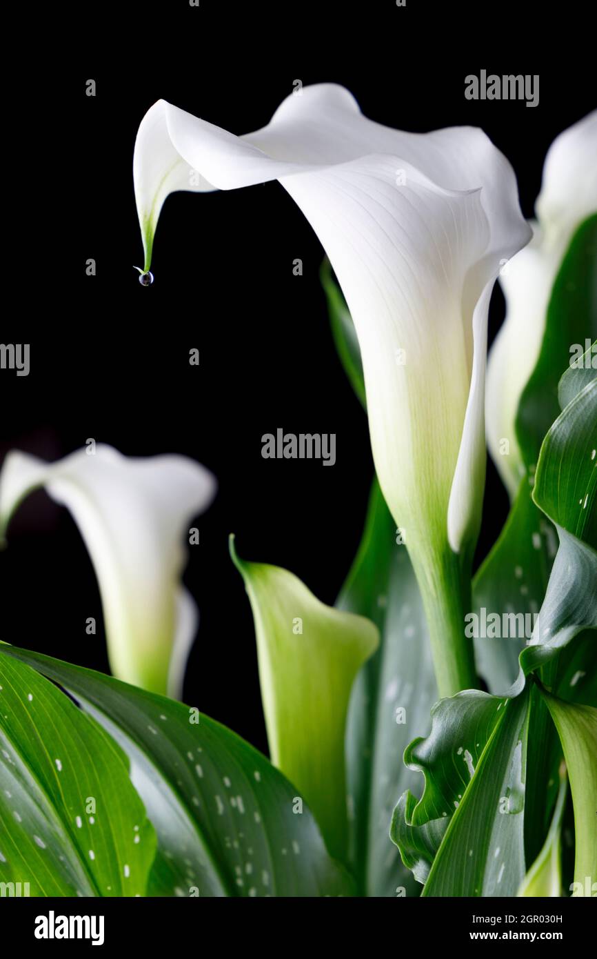 Fiore calla immagini e fotografie stock ad alta risoluzione - Alamy