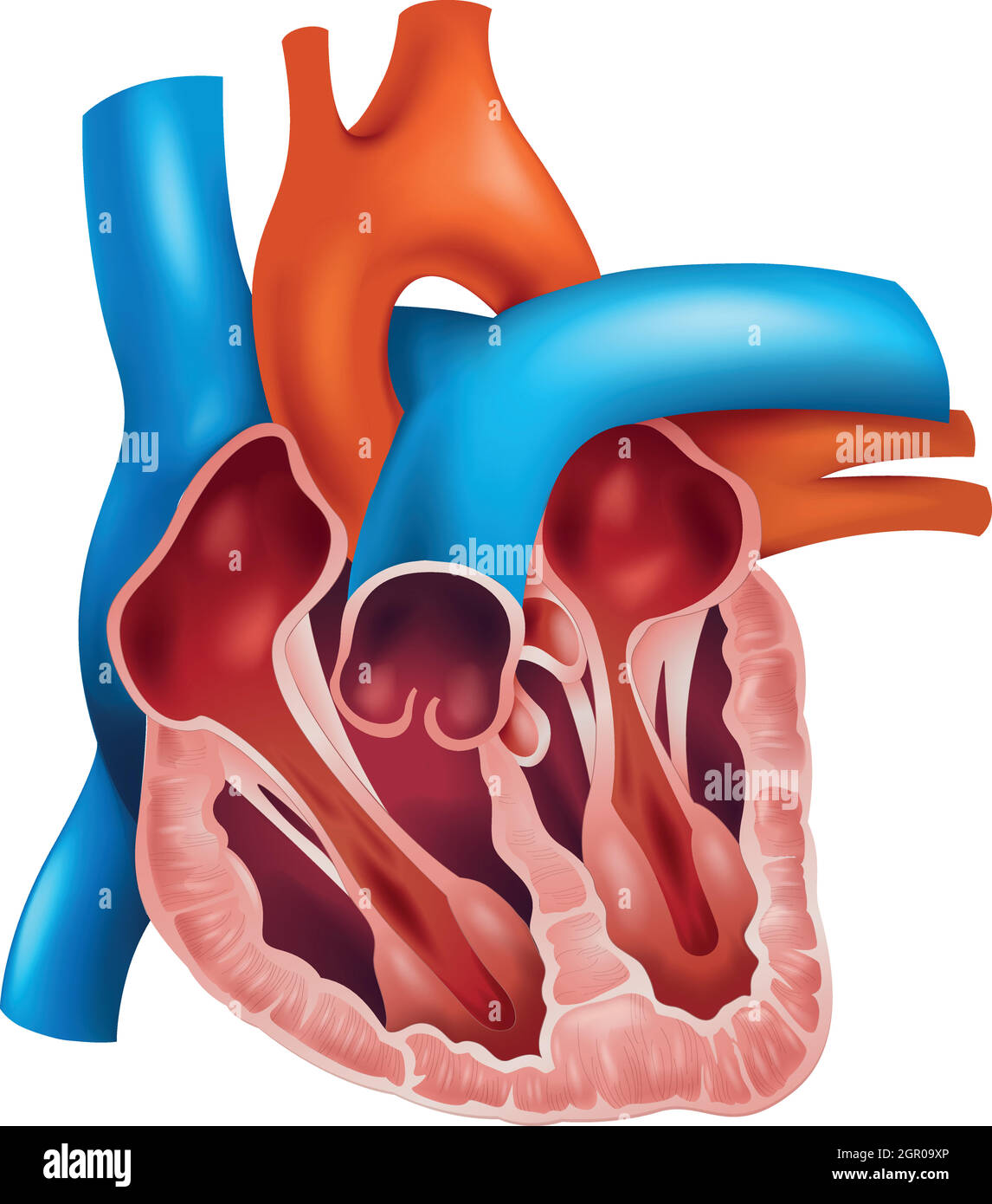 Cuore anatomia ventricolo Immagini Vettoriali Stock - Alamy