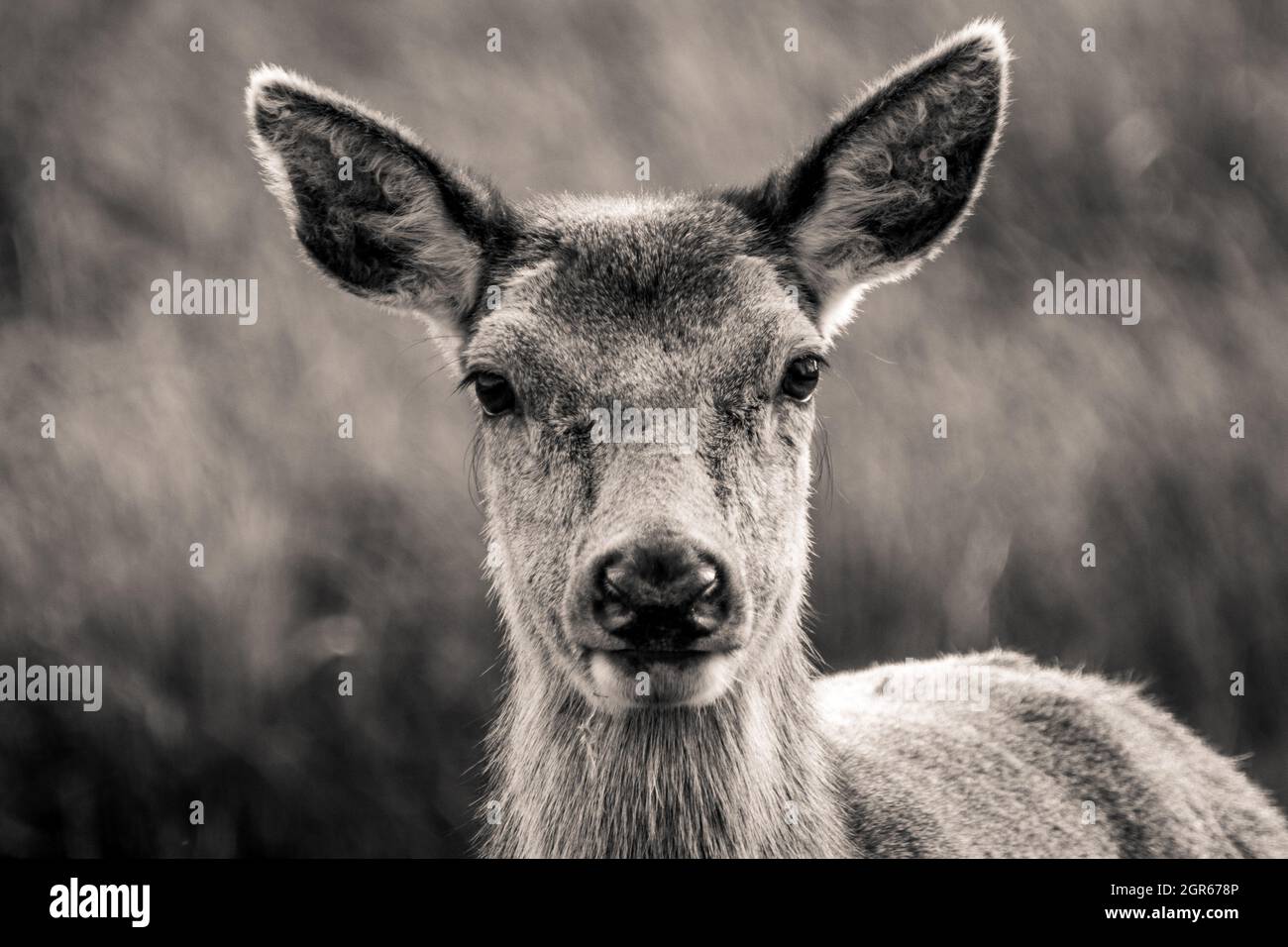 Testa cervo bianco e nero immagini e fotografie stock ad alta ...