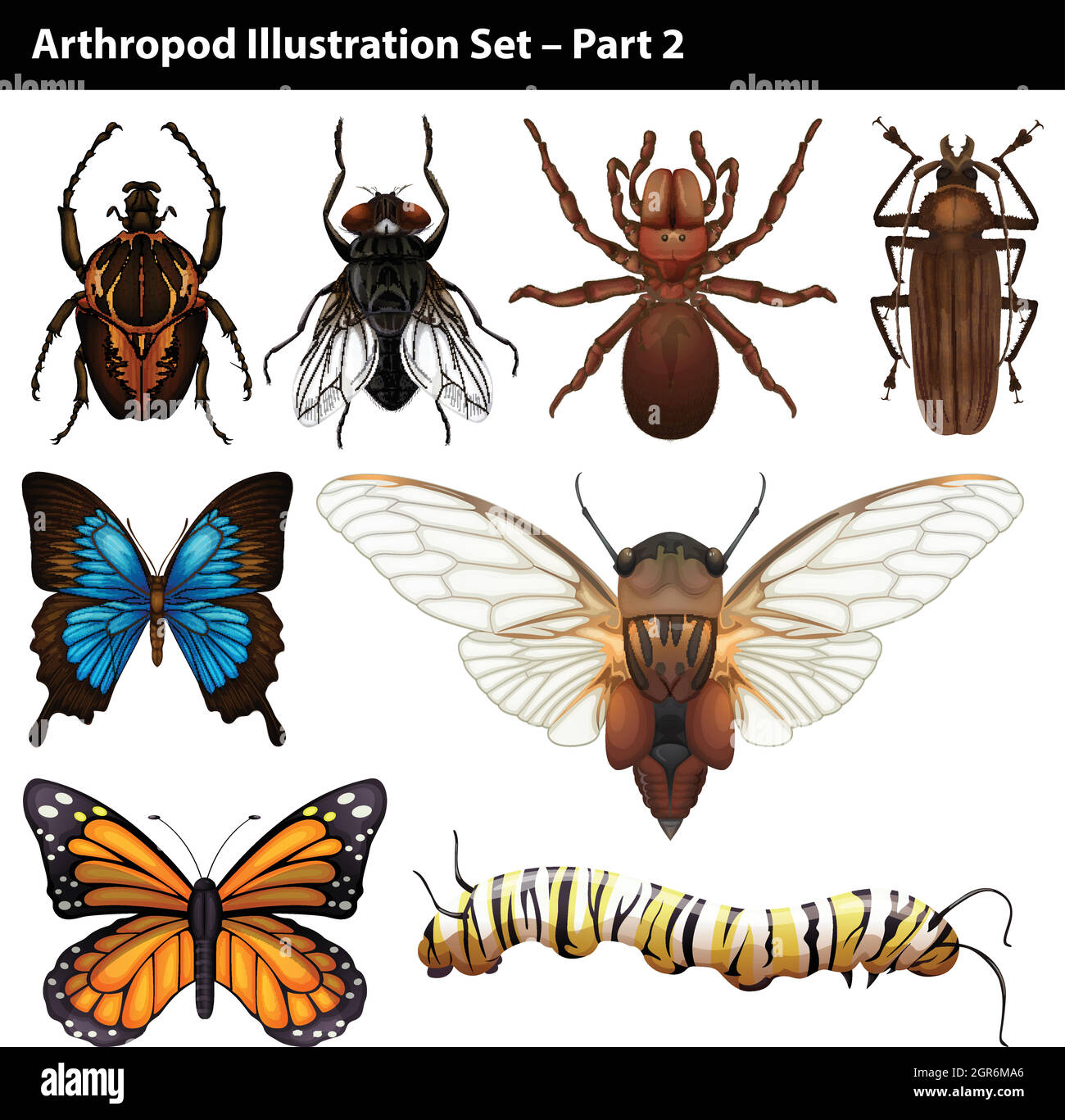 Artropodi artropodi immagini e fotografie stock ad alta risoluzione - Alamy