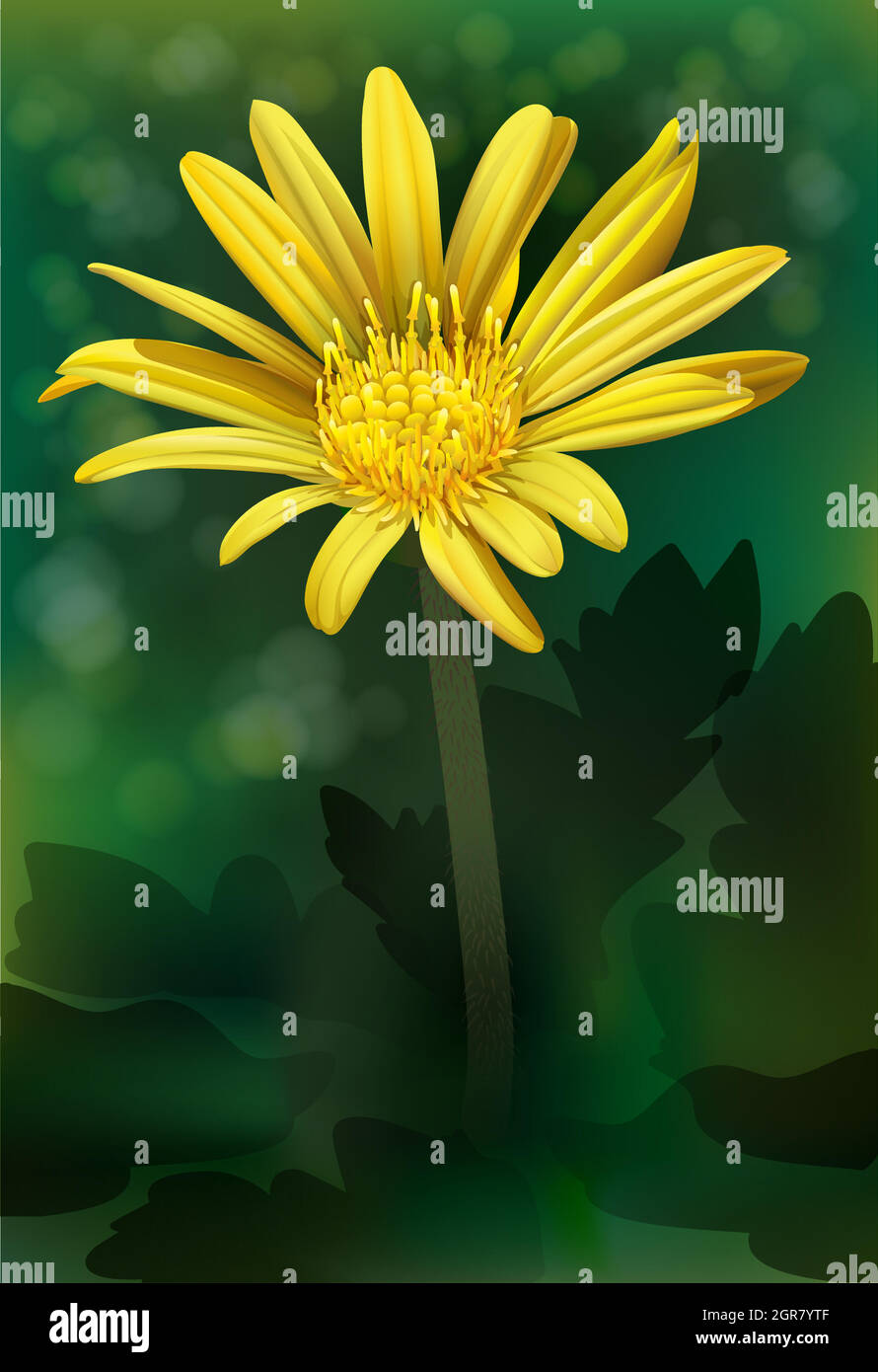 Struttura del fiore Immagini Vettoriali Stock - Alamy