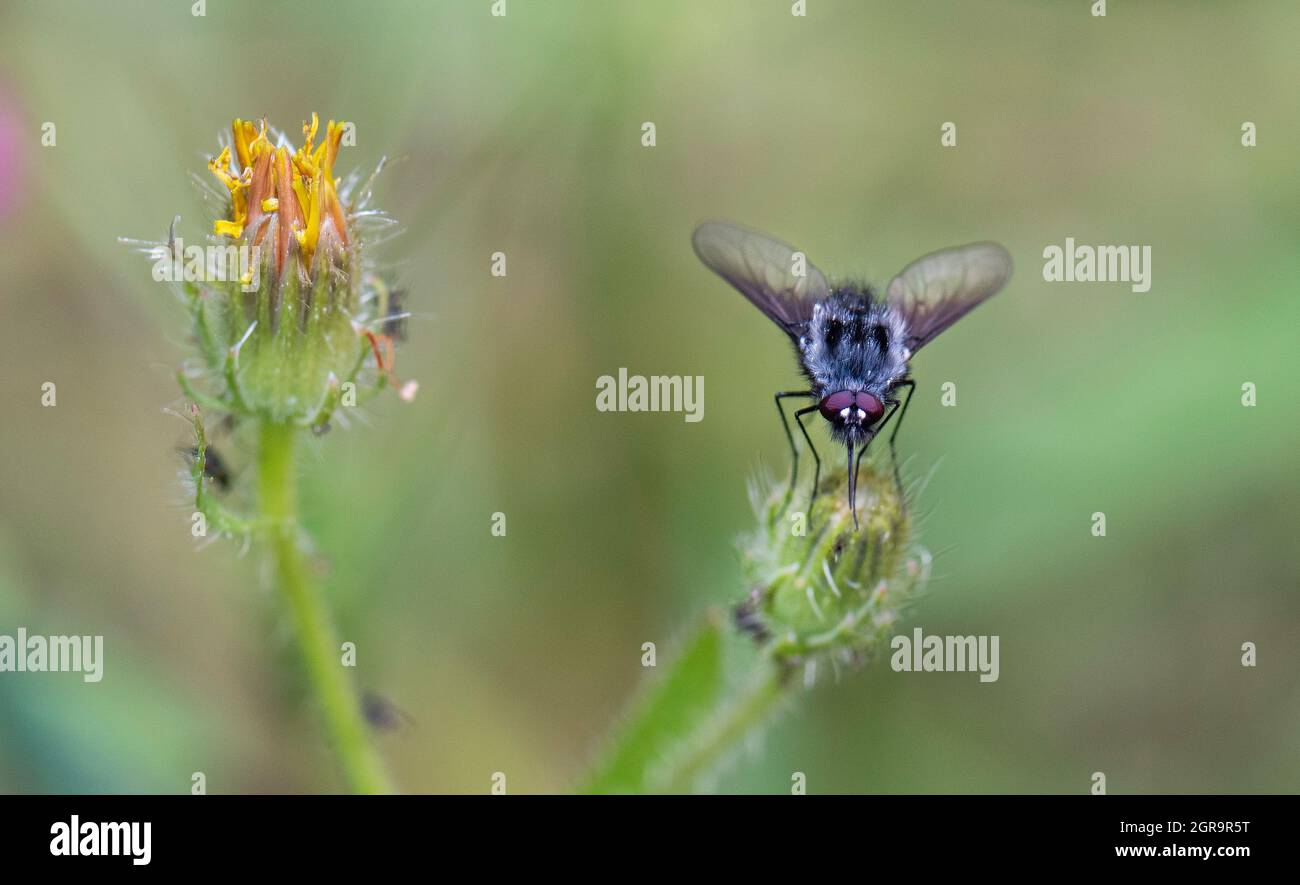 Comportamento sociale degli insetti immagini e fotografie stock ad alta ...