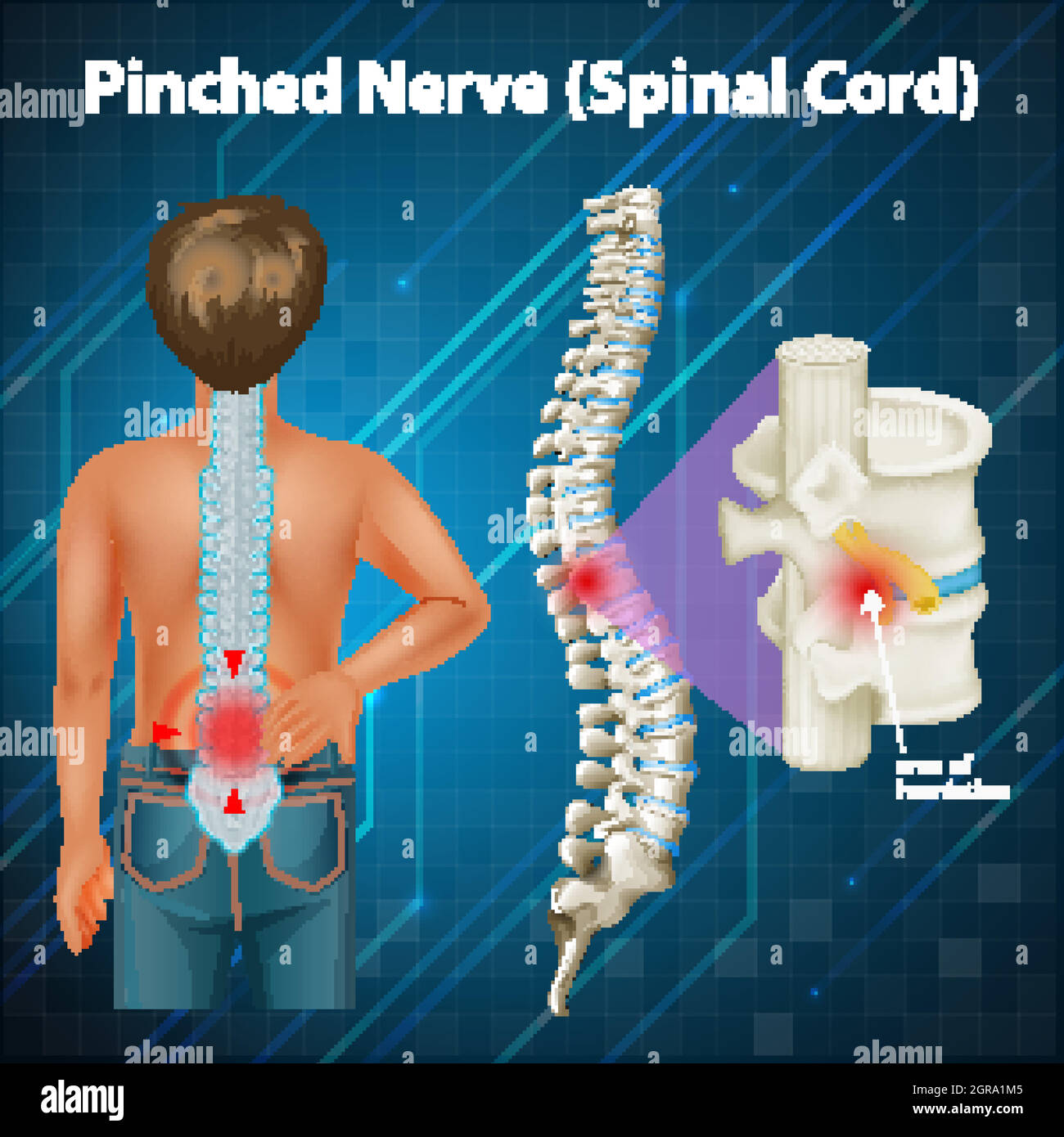 Anatomia del midollo spinale Immagini Vettoriali Stock - Alamy