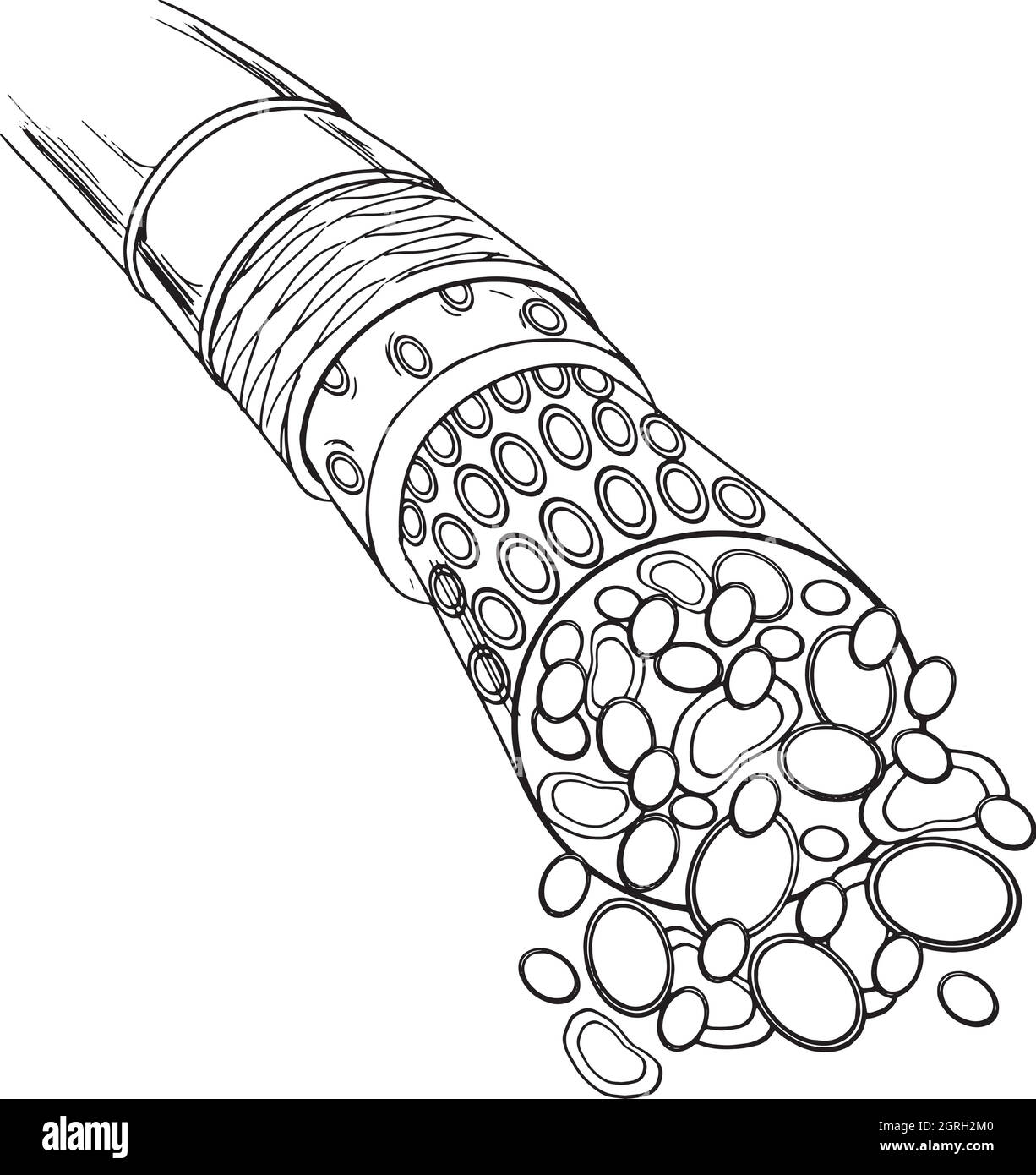 Turgore delle cellule immagini e fotografie stock ad alta risoluzione ...