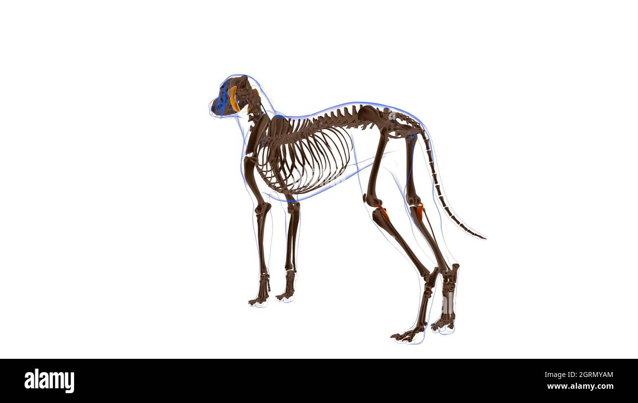Anatomia muscolare cane immagini e fotografie stock ad alta risoluzione ...