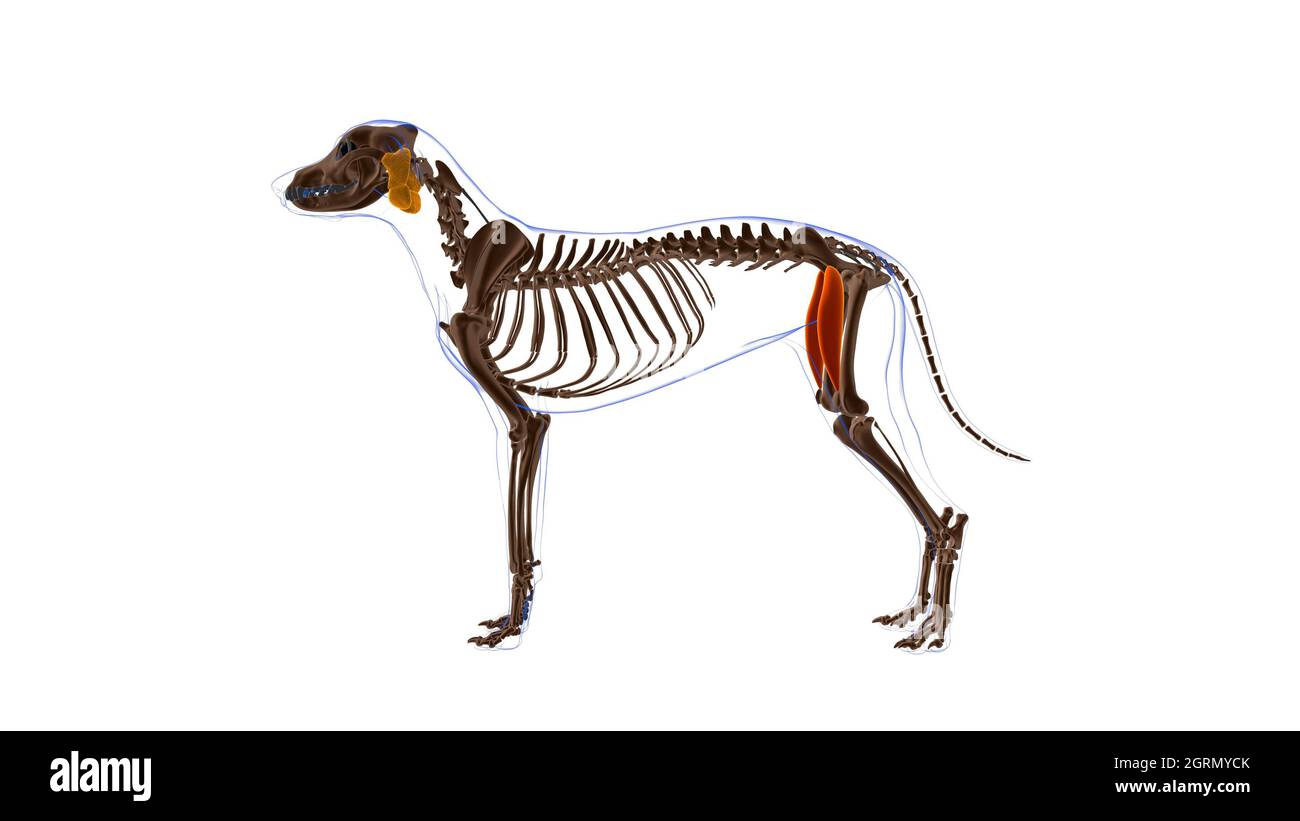 Rectus Femoris Muscle Dog Muscle Anatomy for Medical Concept 3D ...