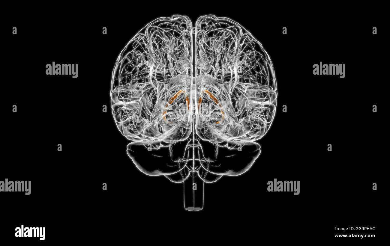 Stria terminale immagini e fotografie stock ad alta risoluzione - Alamy