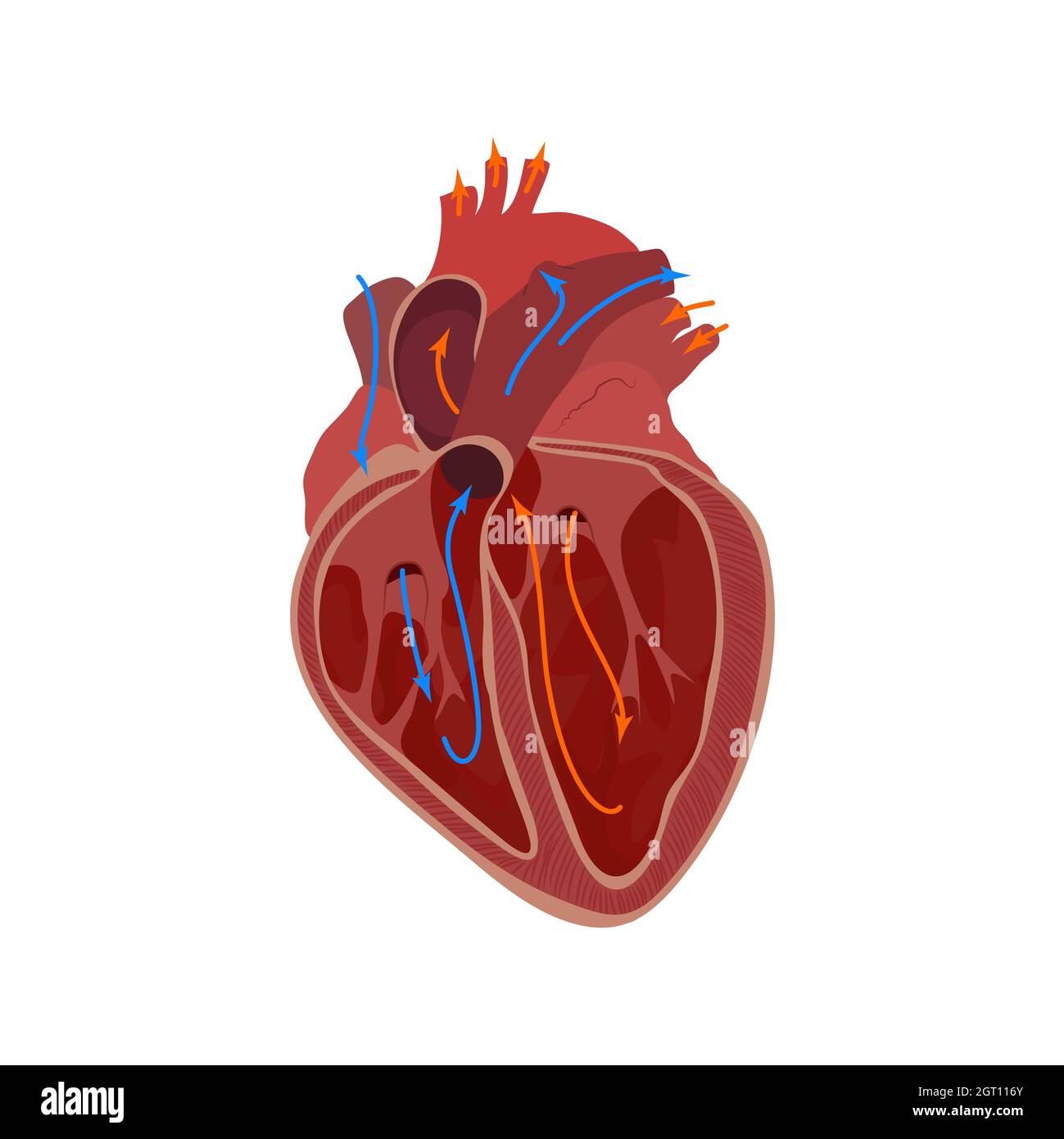 Struttura muscolare del cuore immagini e fotografie stock ad alta ...