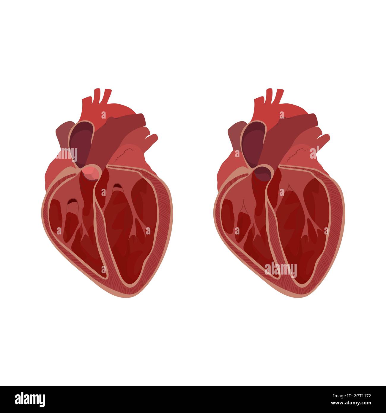 Struttura muscolare del cuore immagini e fotografie stock ad alta ...