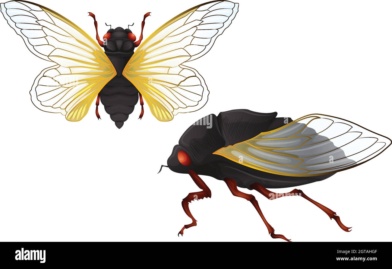 Ciclo di vita della cicala Immagini Vettoriali Stock - Alamy