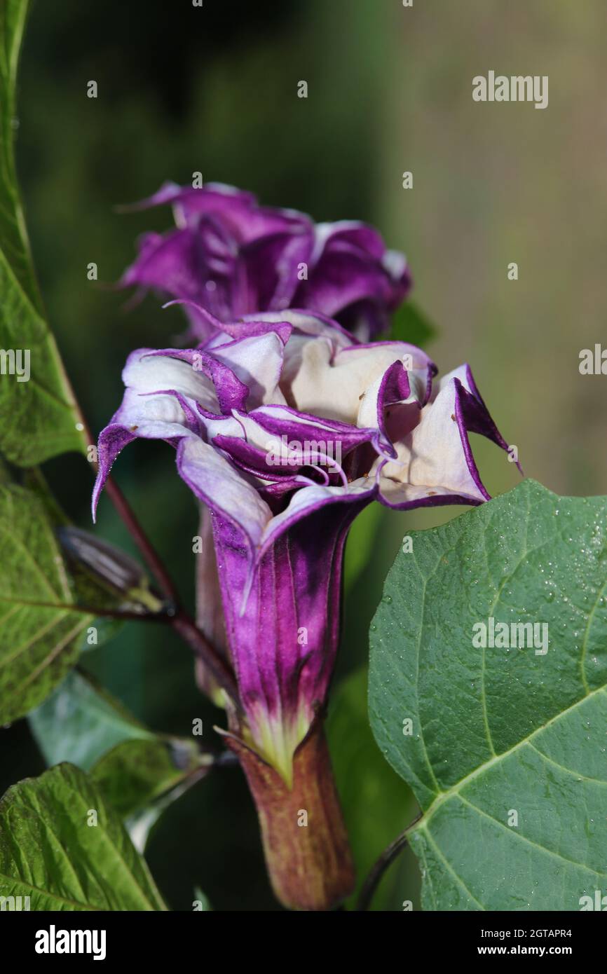 Fiore di tromba dei diavoli immagini e fotografie stock ad alta ...