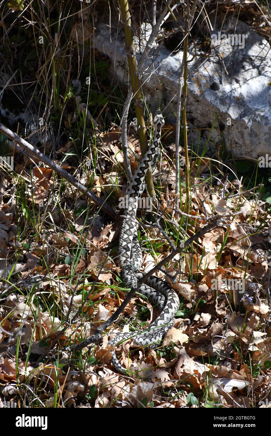 Serpente cornuto immagini e fotografie stock ad alta risoluzione - Alamy