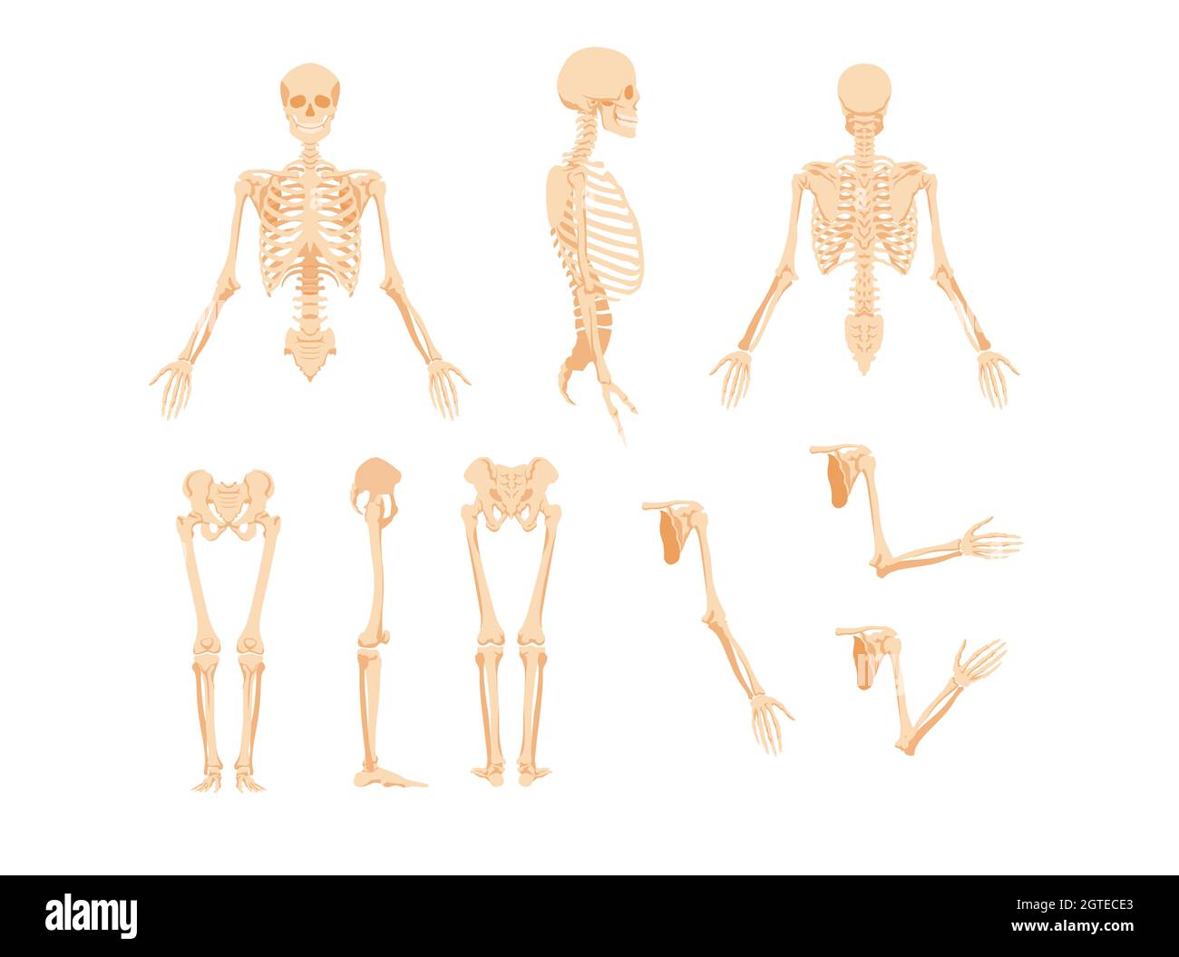 Anatomia della gabbia toracica Immagini Vettoriali Stock - Alamy