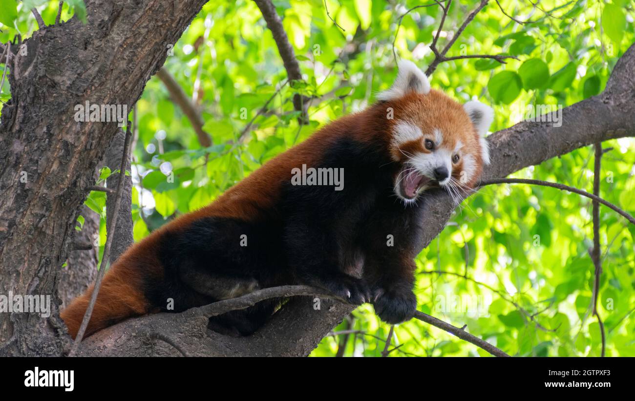 Red panda portrait immagini e fotografie stock ad alta risoluzione - Alamy