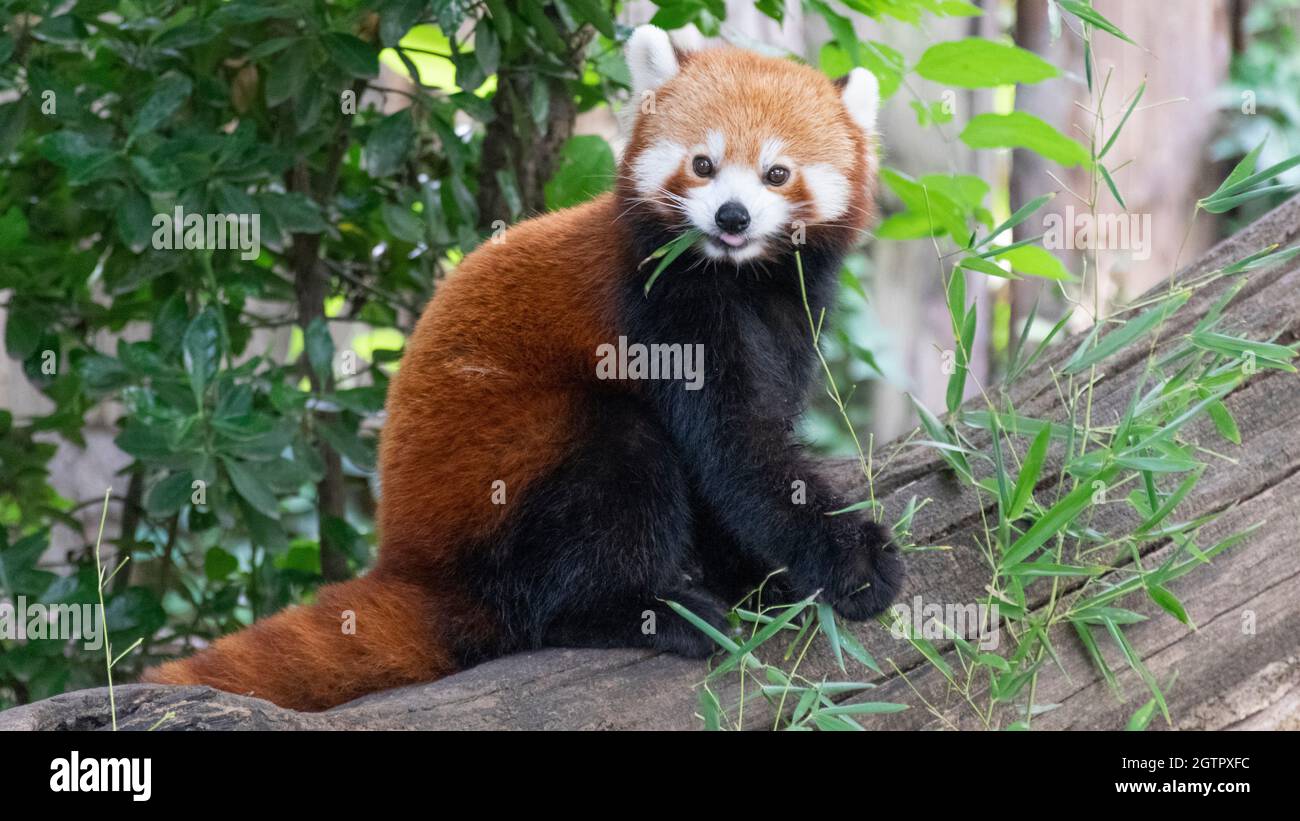 Red panda portrait immagini e fotografie stock ad alta risoluzione - Alamy
