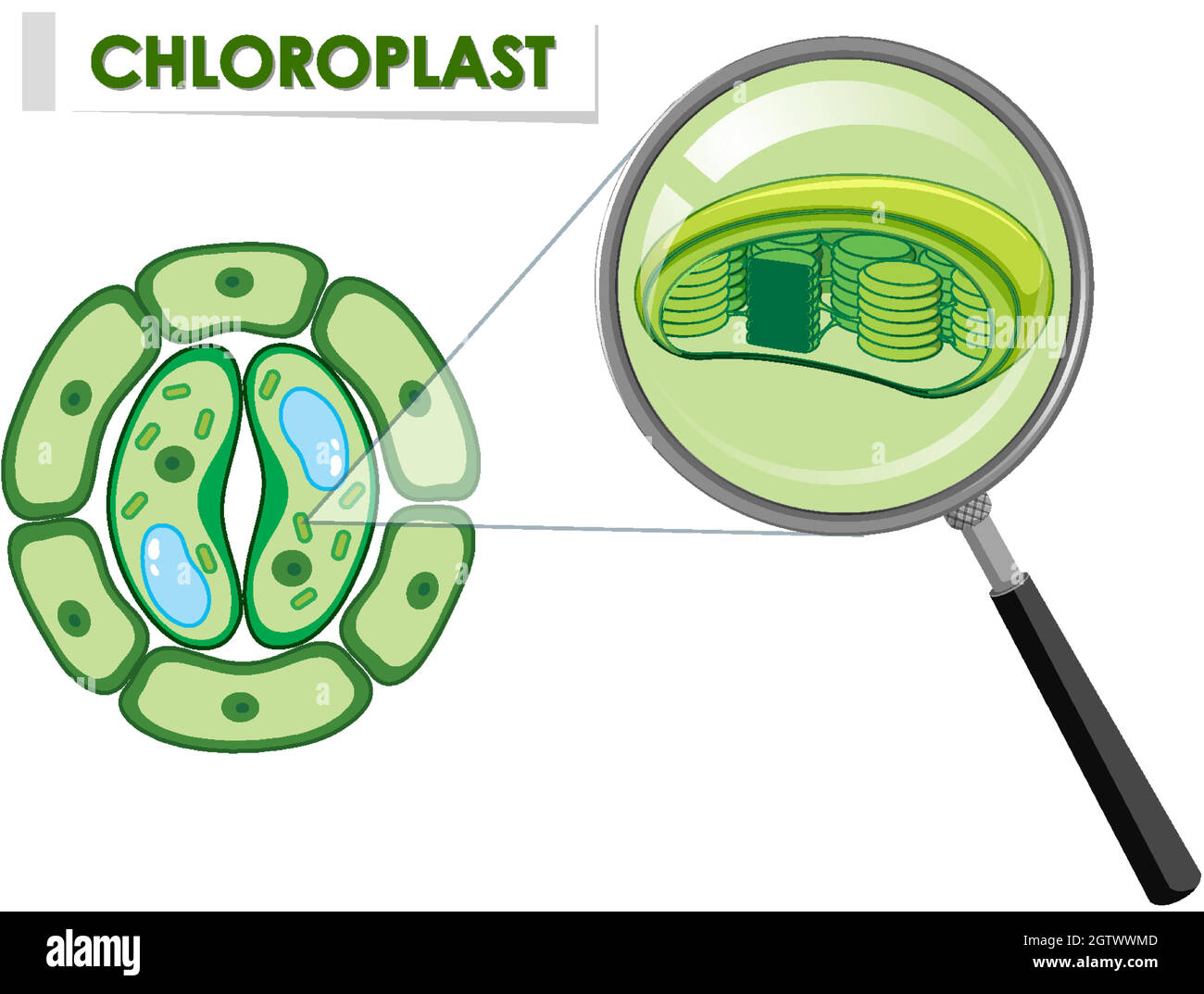 Cellula Del Cloroplasto Diagramma: Biologia: Organuli Di Una Cellula