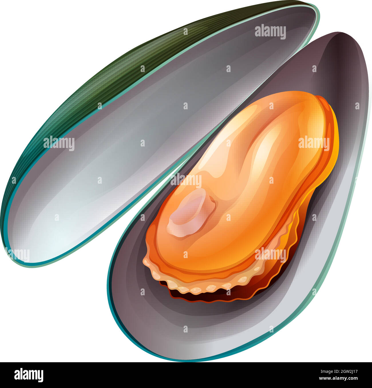 Cozza bianca Immagini Vettoriali Stock - Alamy