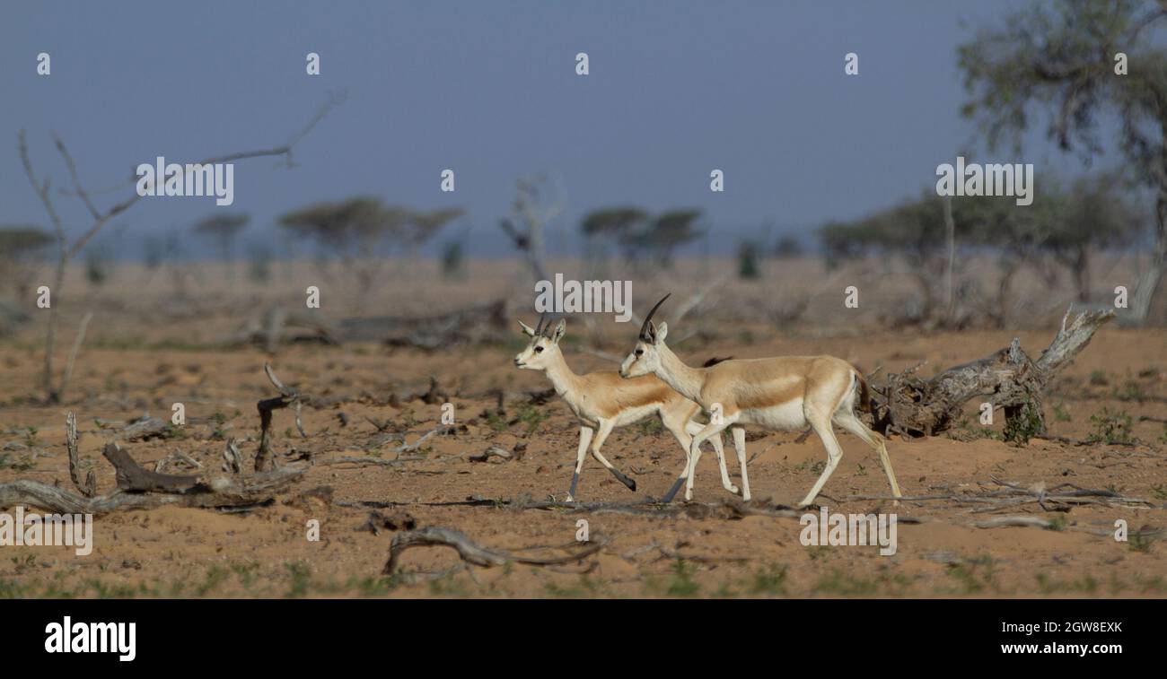 Gazelle mating immagini e fotografie stock ad alta risoluzione - Alamy