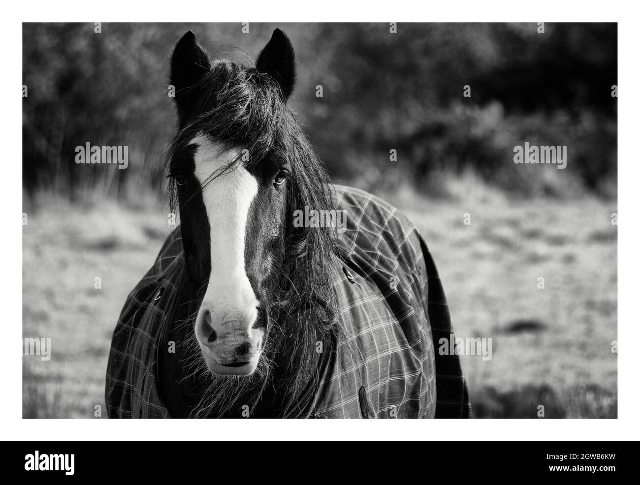 Stallone di razza rara immagini e fotografie stock ad alta risoluzione ...