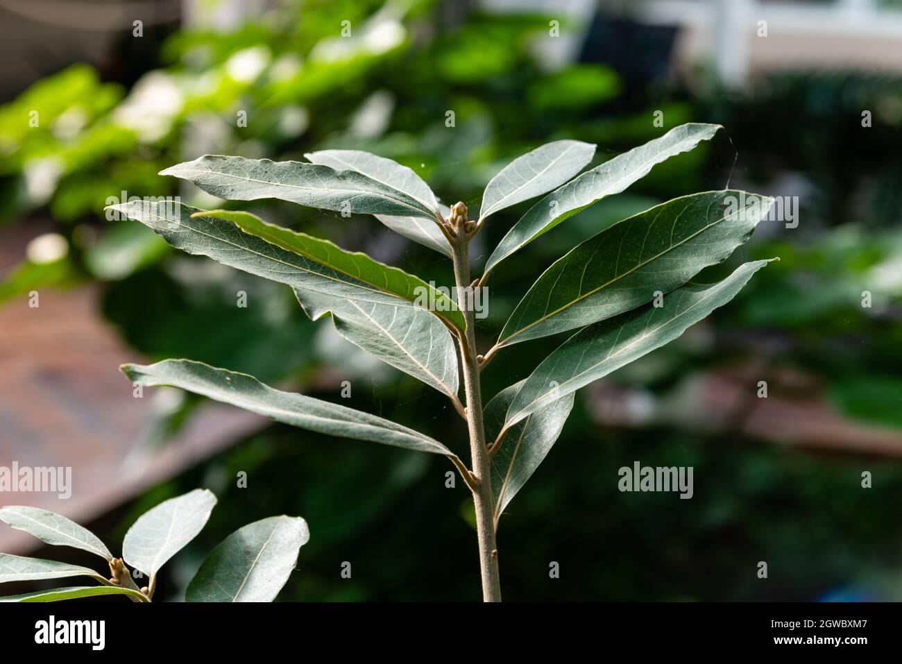 Laurus novocanariensis immagini e fotografie stock ad alta risoluzione ...