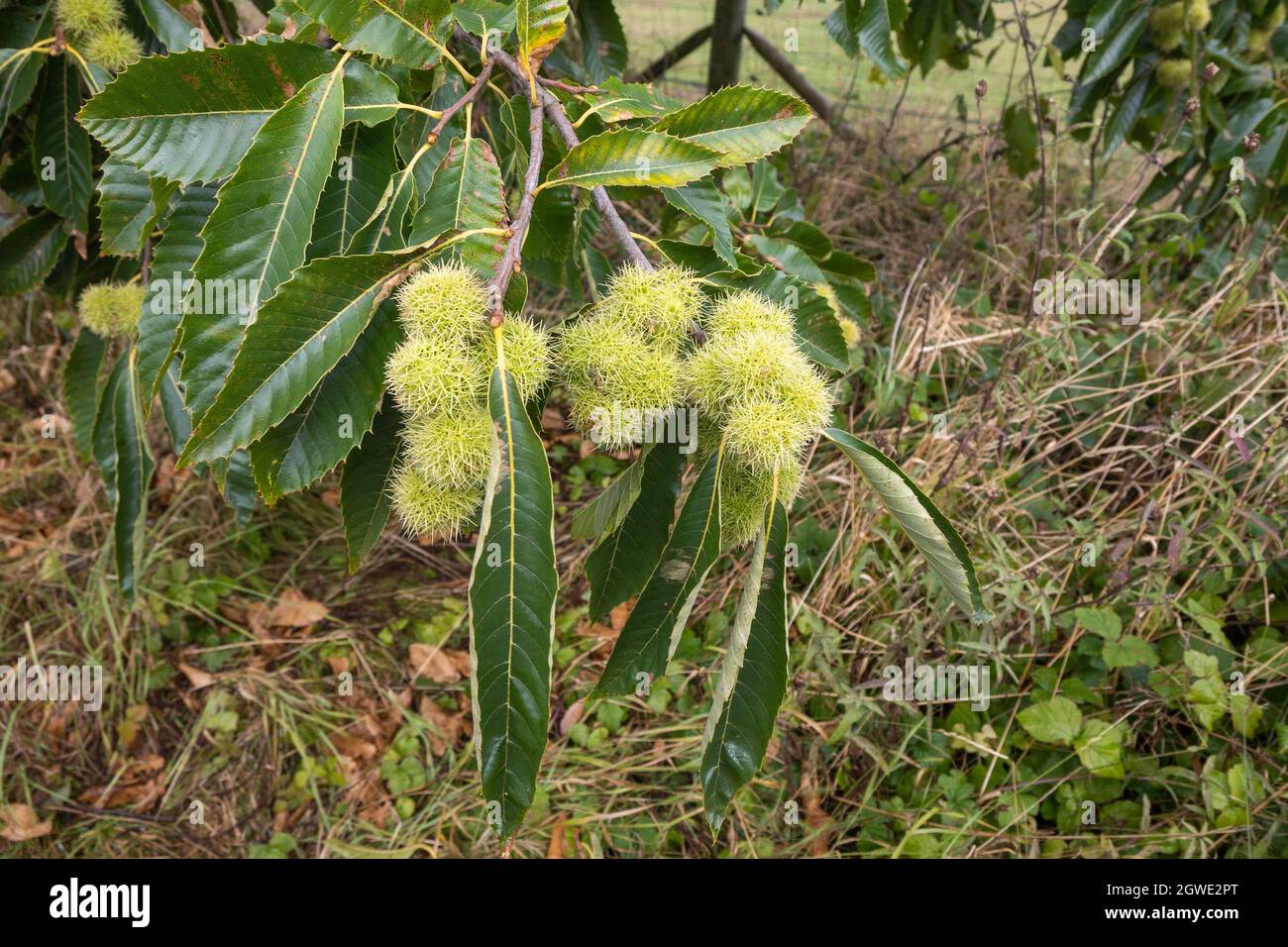 Campagna di alberi di castagne dolci immagini e fotografie stock ad ...
