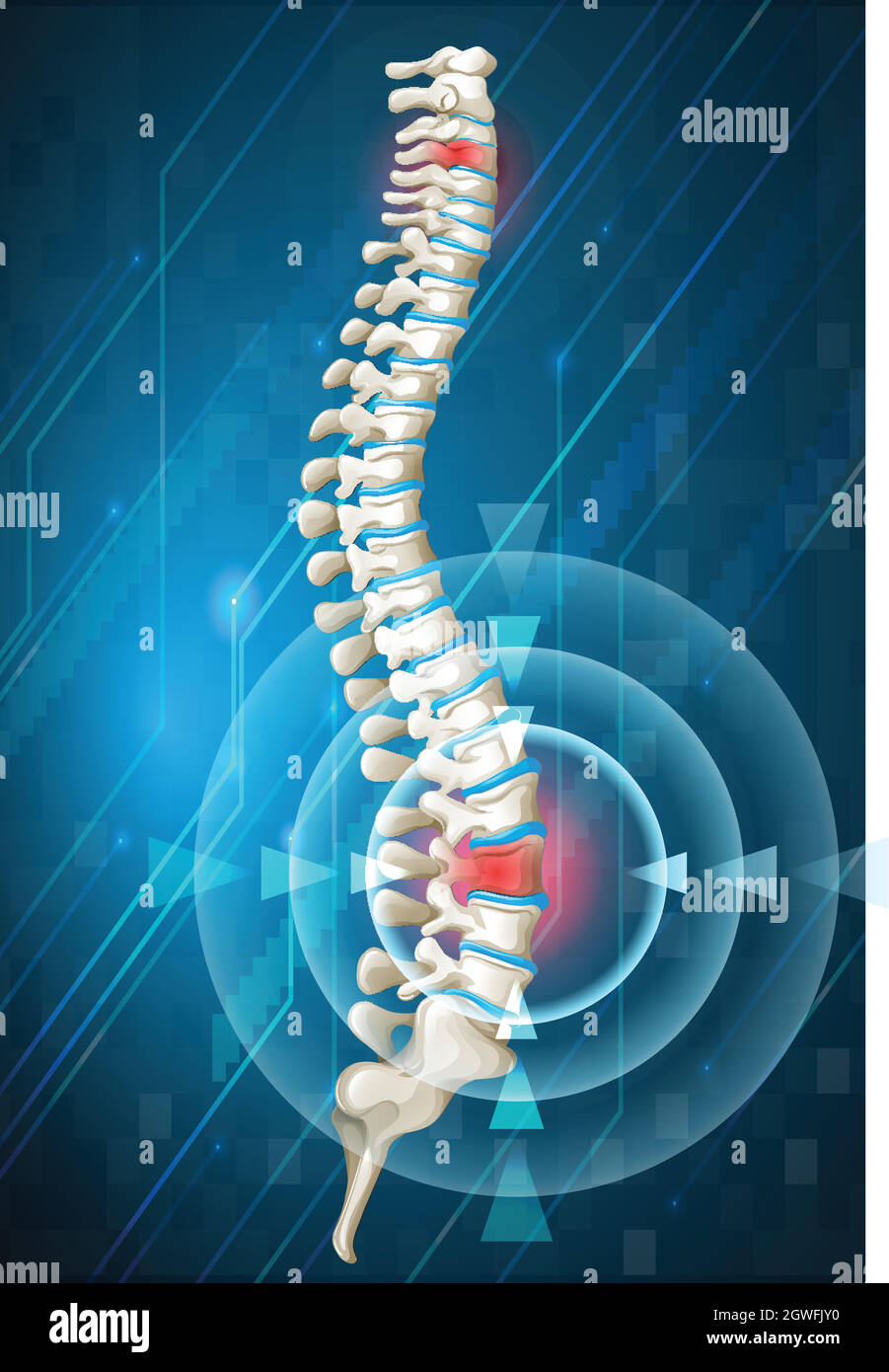 Anatomia della colonna vertebrale umana Immagini Vettoriali Stock - Alamy
