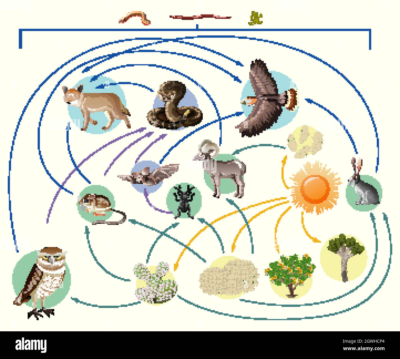 Ciclo della catena alimentare immagini e fotografie stock ad alta ...
