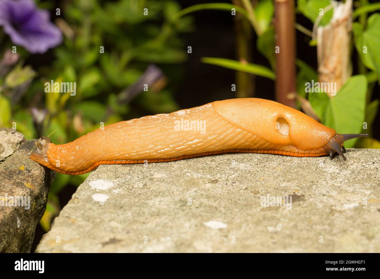 Un grande slug rosso, Arion ater, di notte su un patio vicino a un ...