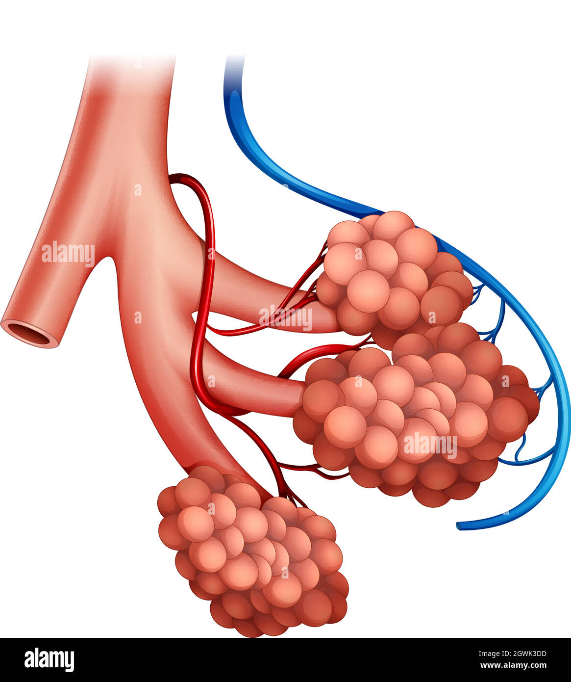 Alveoli polmonari Immagini Vettoriali Stock - Alamy