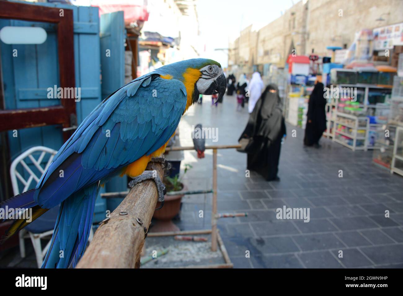 Fauna selvatica di doha immagini e fotografie stock ad alta risoluzione ...